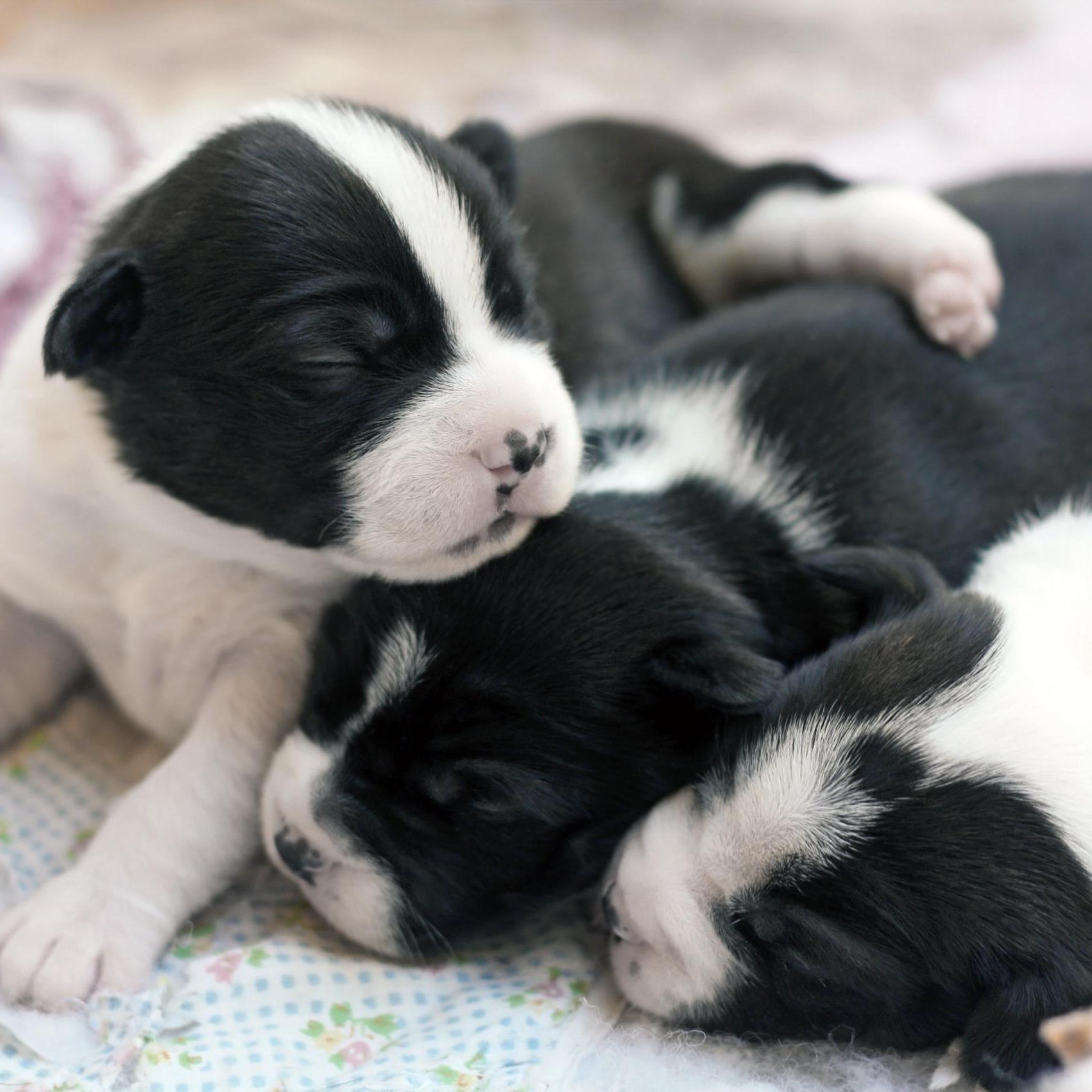 The Three Miracle Molecules – Whelping Supplies The Three Miracle Molecules – Whelping Supplies
