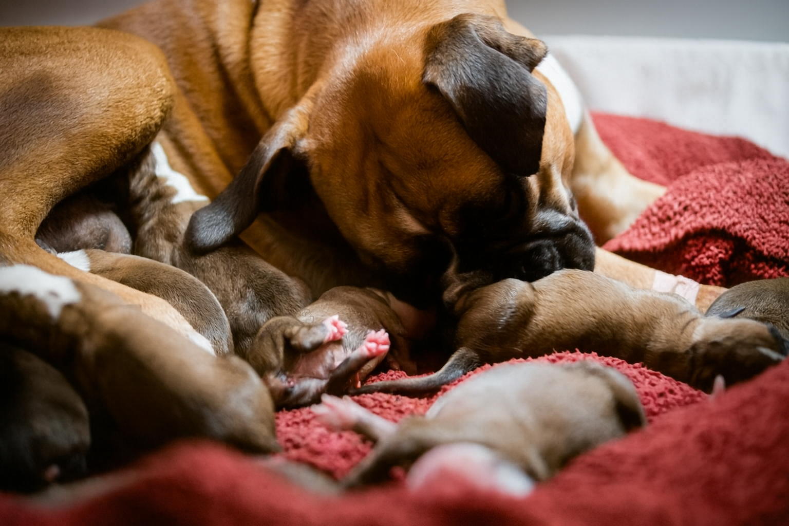 Stages of Labour in Dogs: Signs, Timeline & When to Call the Vet ...
