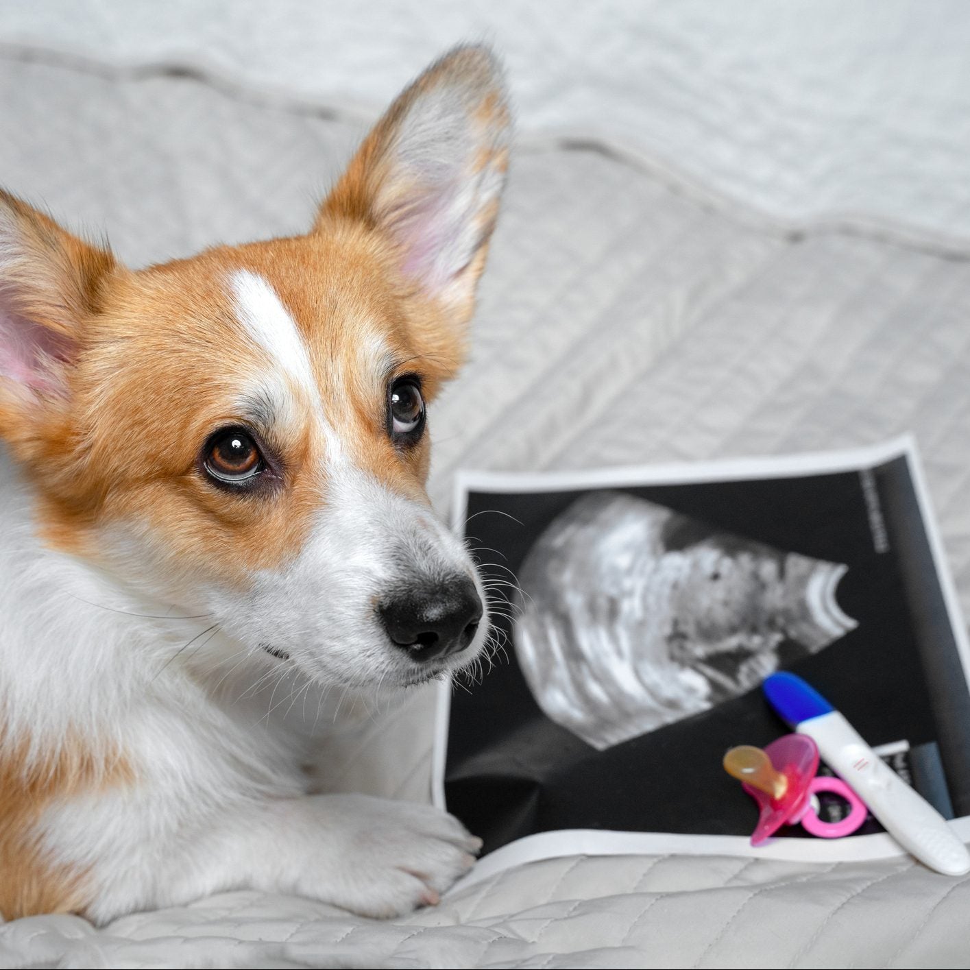 How To Prepare For An Upcoming Whelp – Whelping Supplies