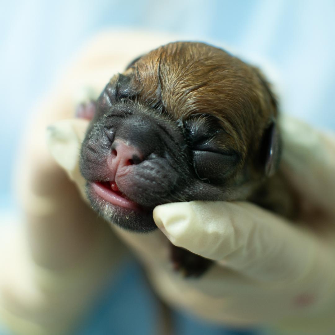 Whelping – Whelping Supplies